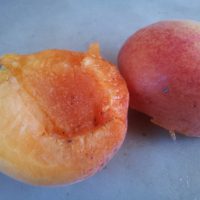 Plants we use at GSO – george street orchard