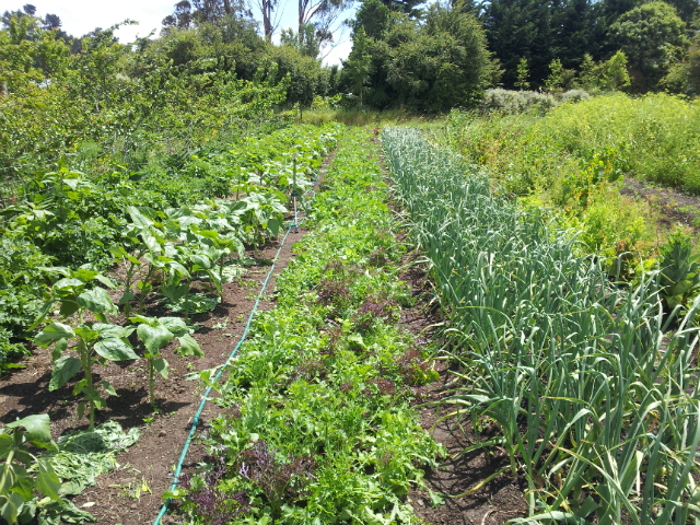 Services – george street orchard