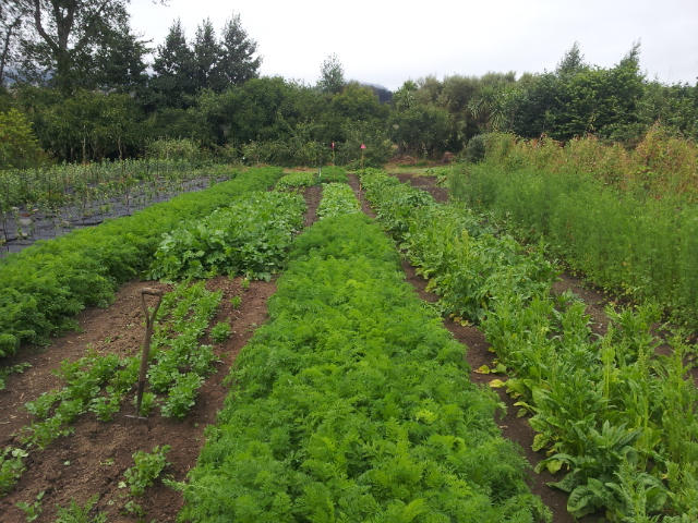 Services – george street orchard