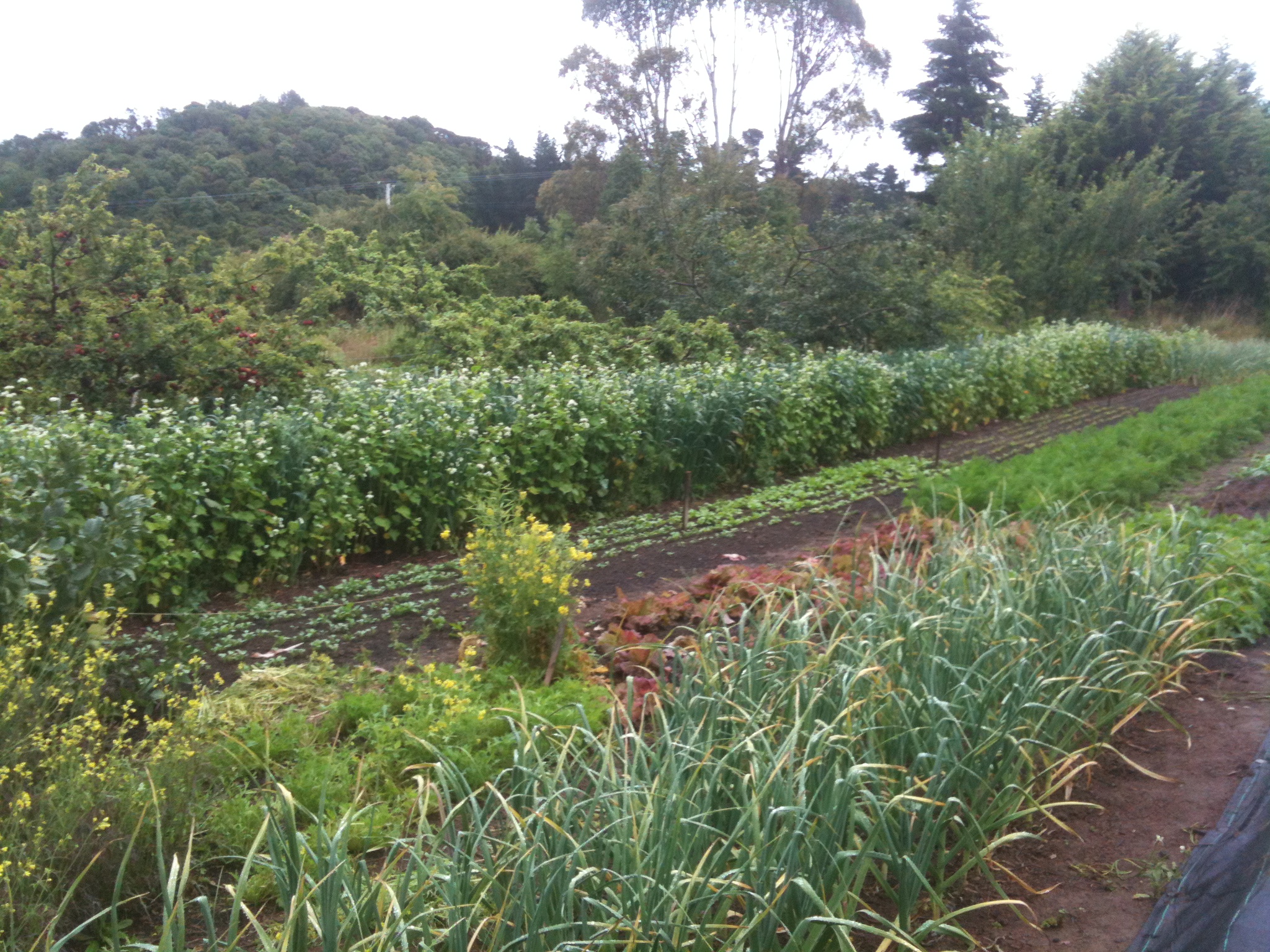 Services – george street orchard