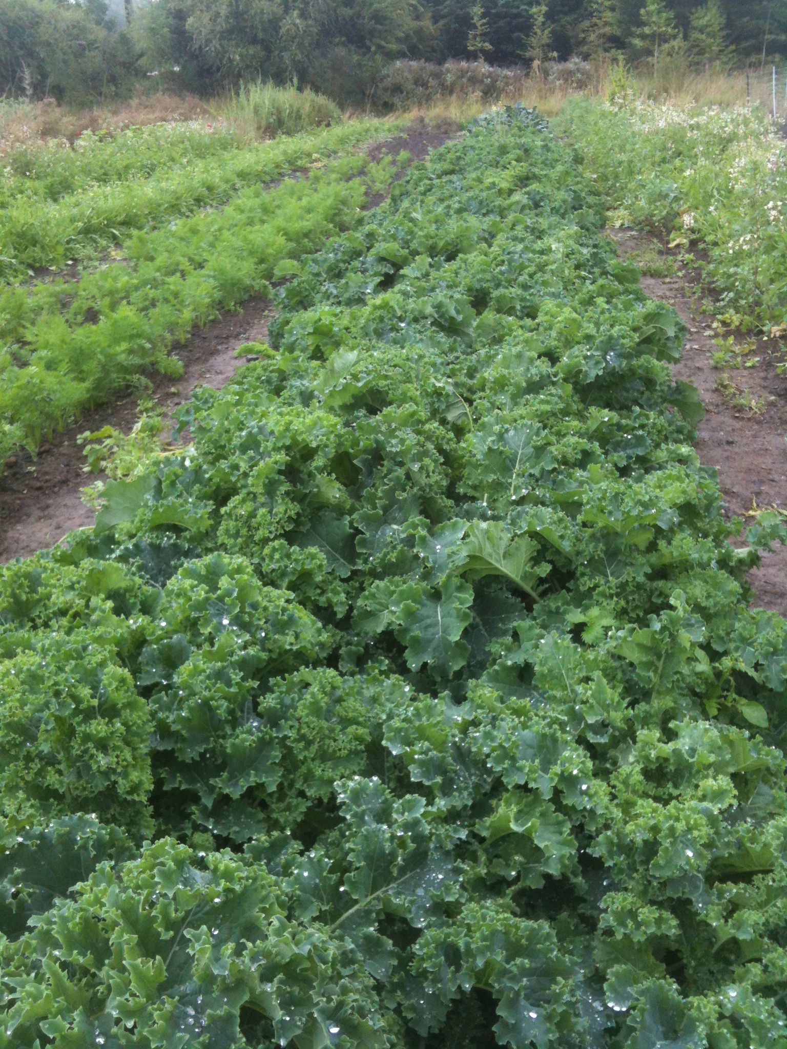 Services – george street orchard