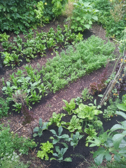 george street orchard