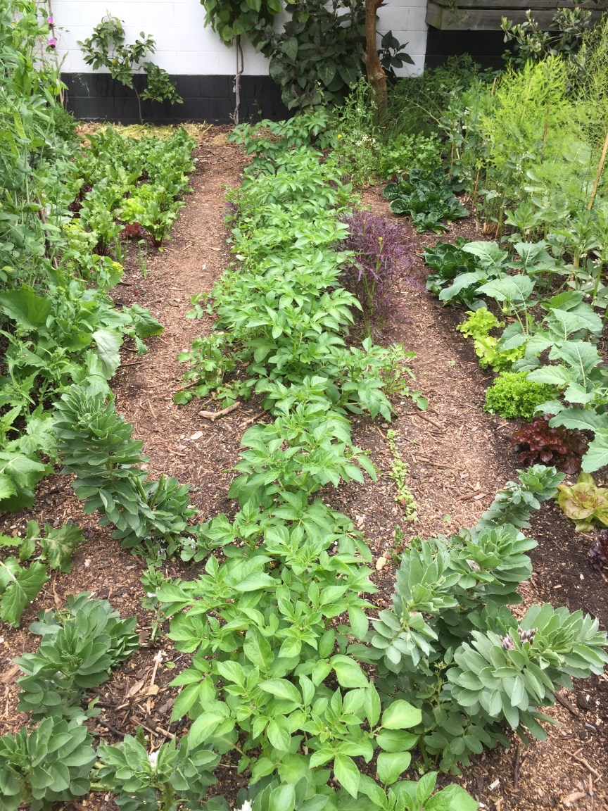 george street orchard