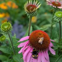 Plants we use – george street orchard