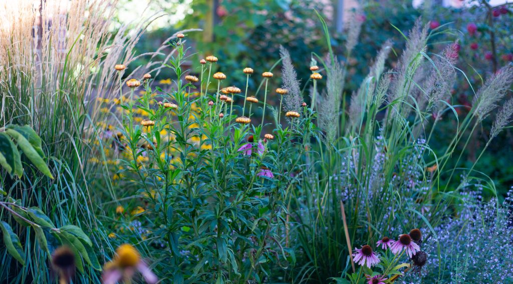 Plants we use – george street orchard